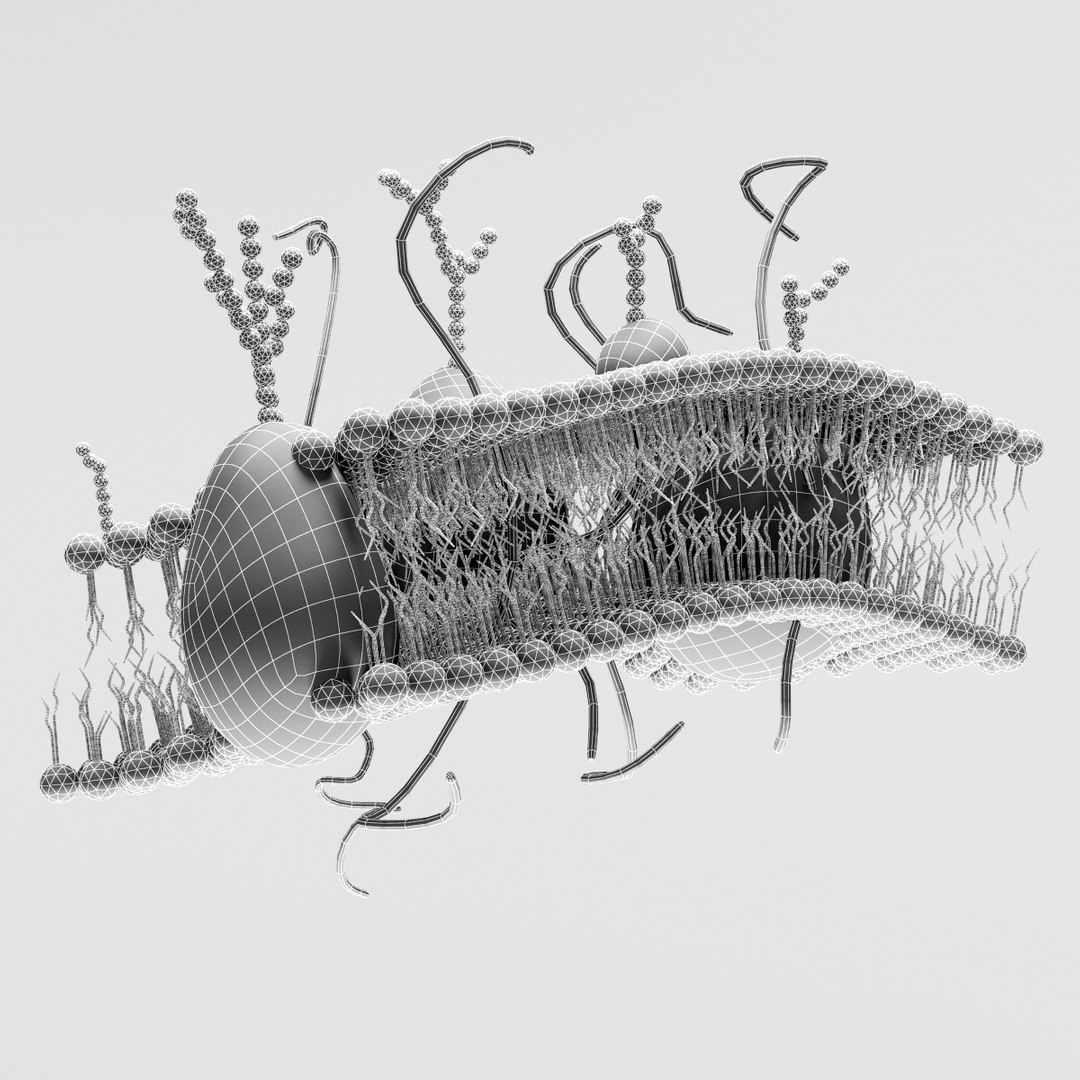 3d Max Membrane Cell