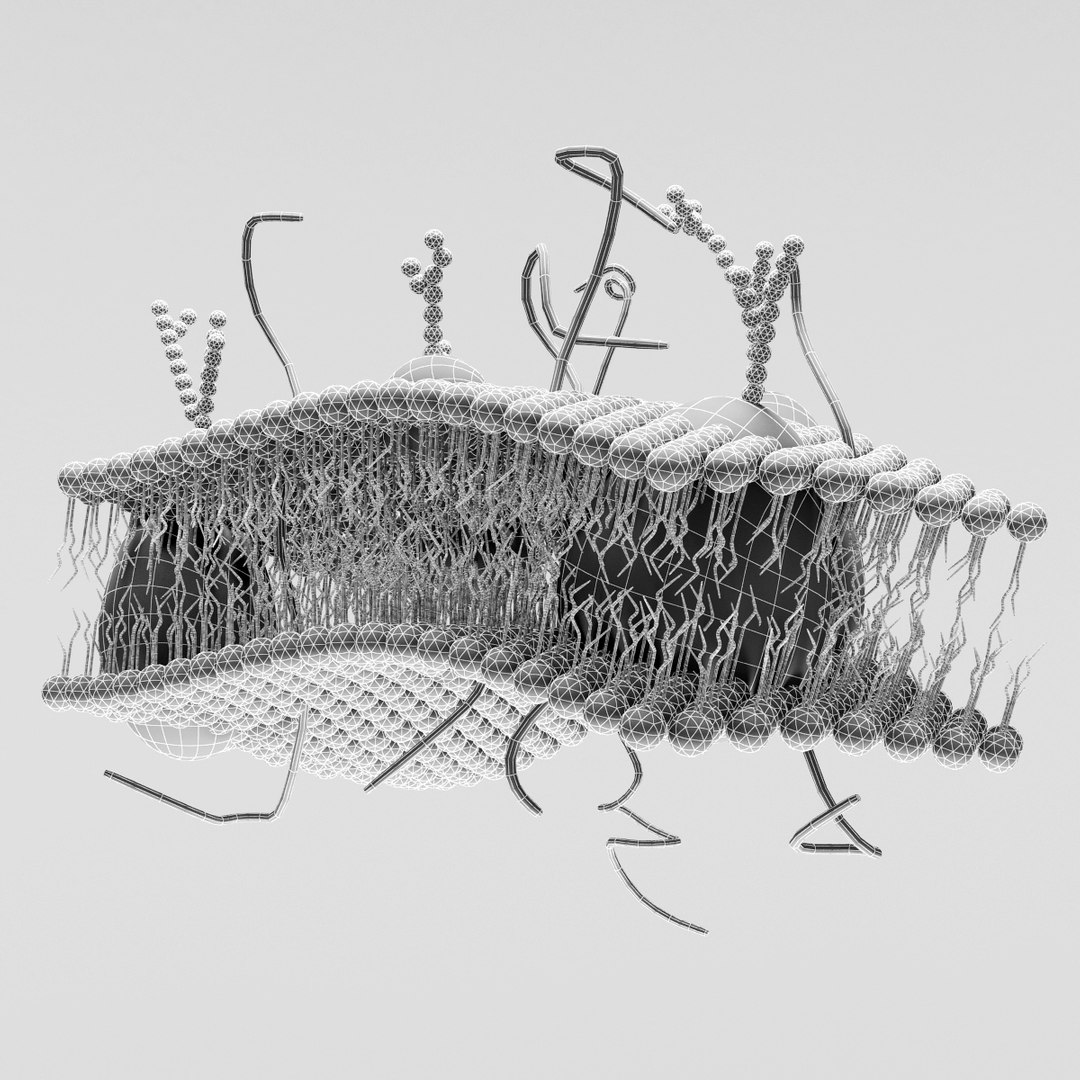 3d Max Membrane Cell