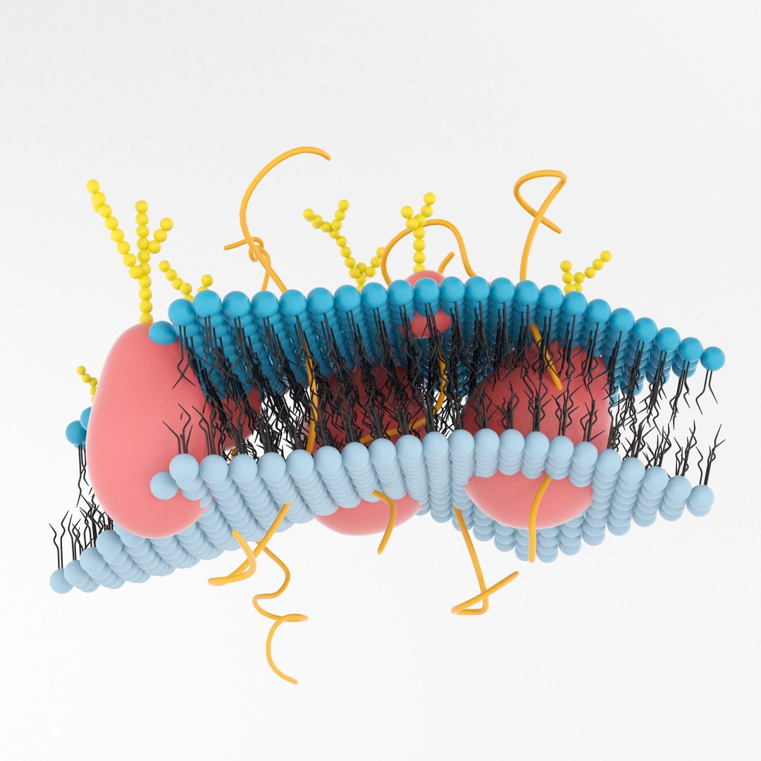 3d Max Membrane Cell
