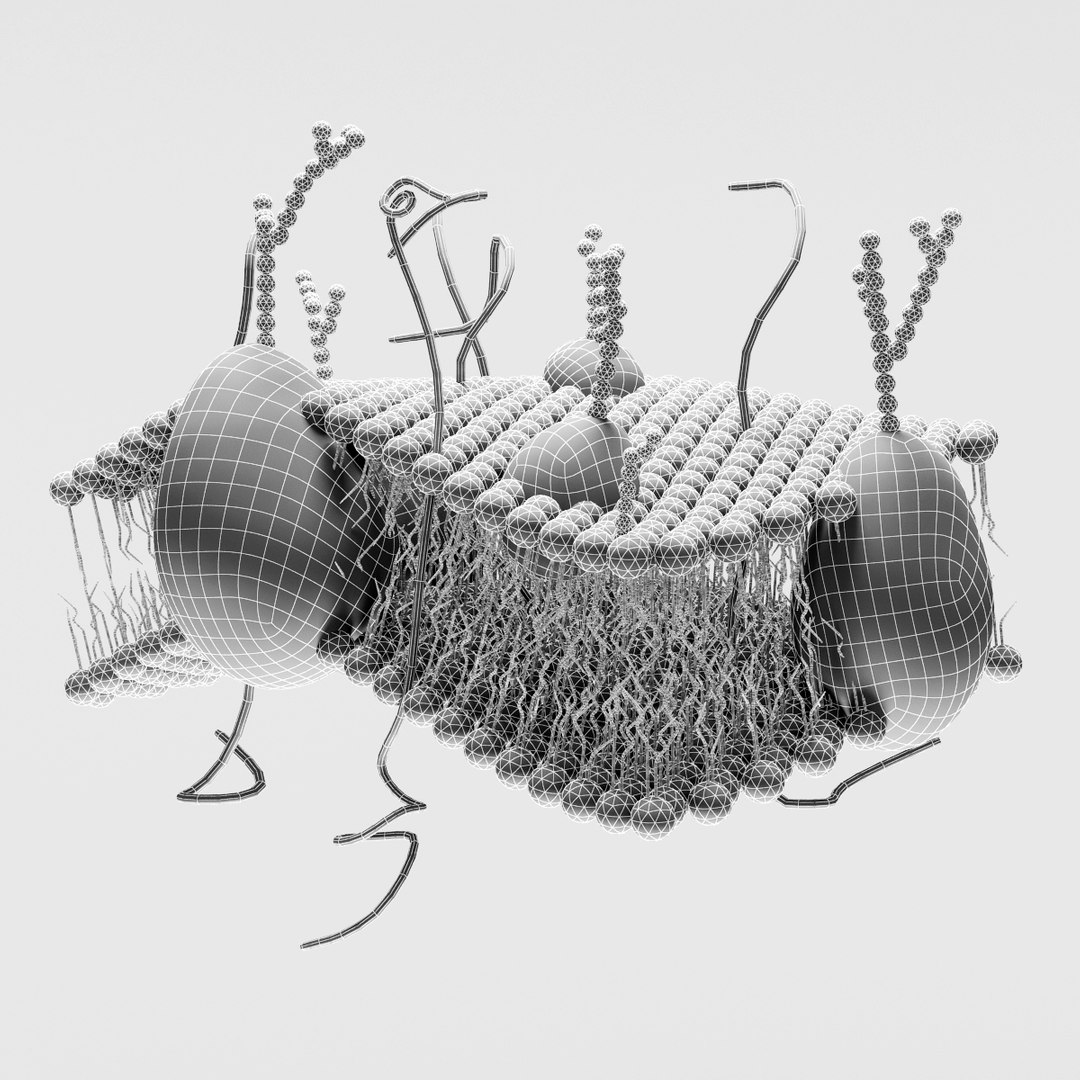 3d Max Membrane Cell