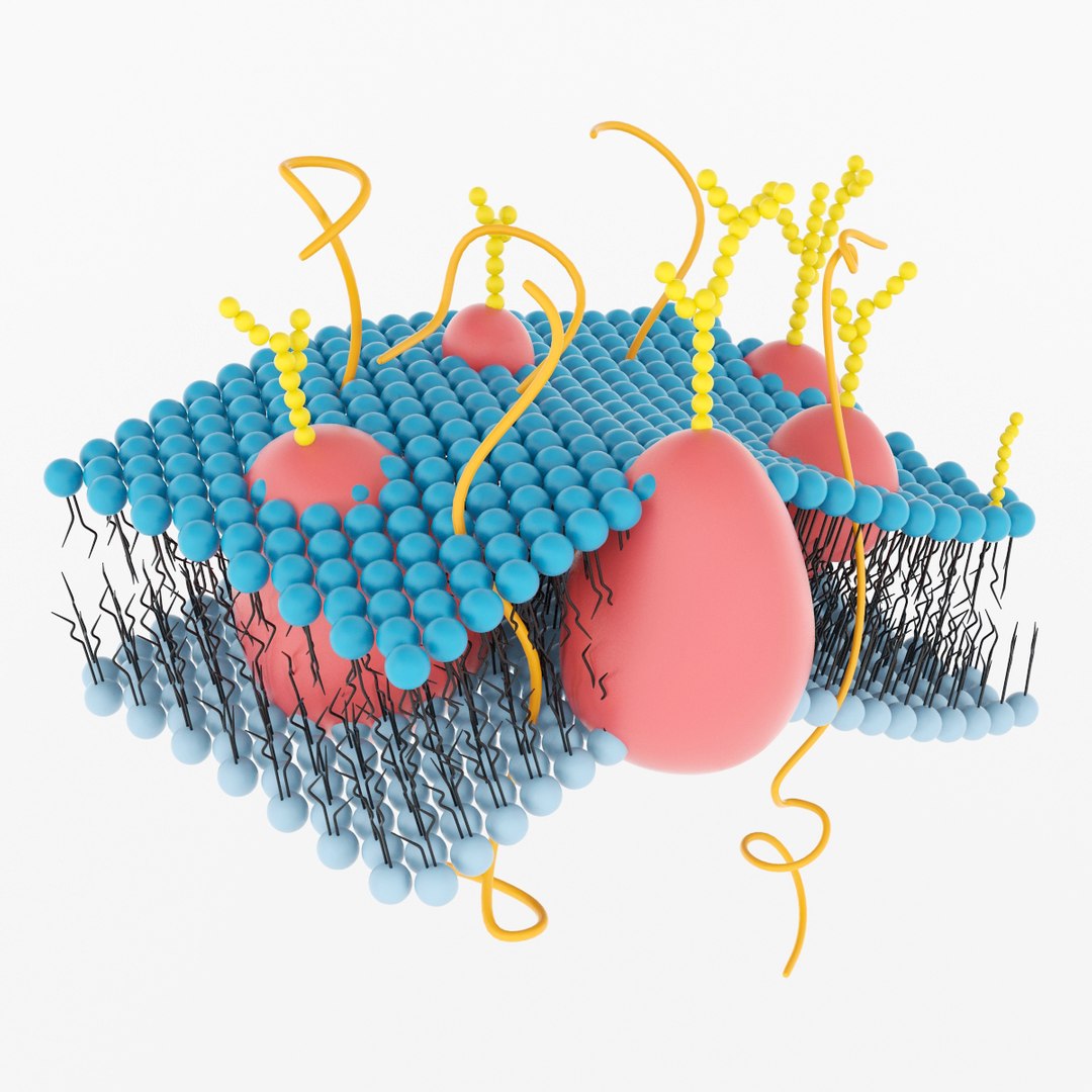 3d Max Membrane Cell