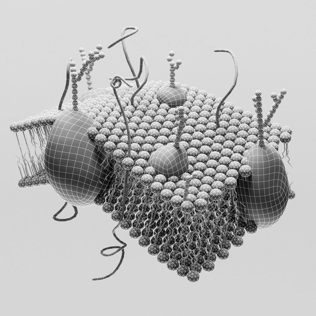 3d Max Membrane Cell