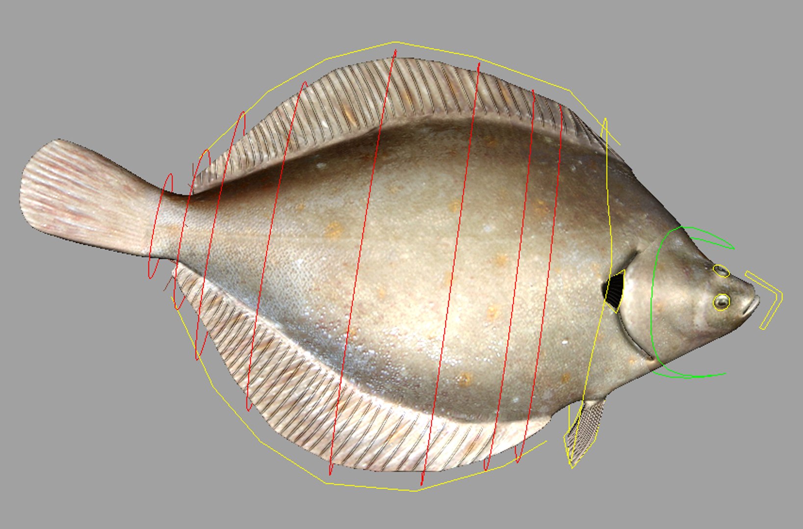 3d Plaice Flatfish