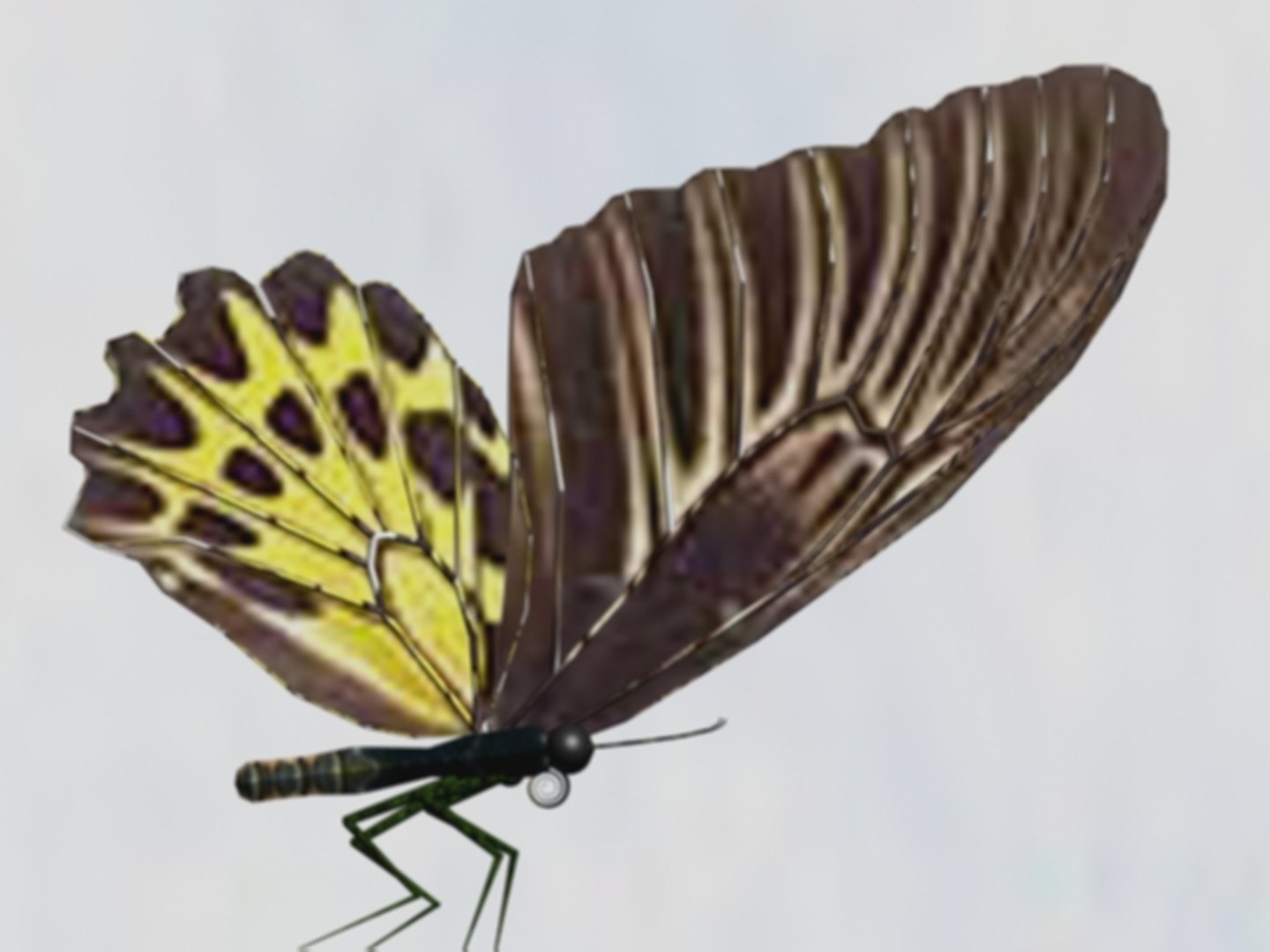 3d Birdwing Butterfly Flap Wings Model