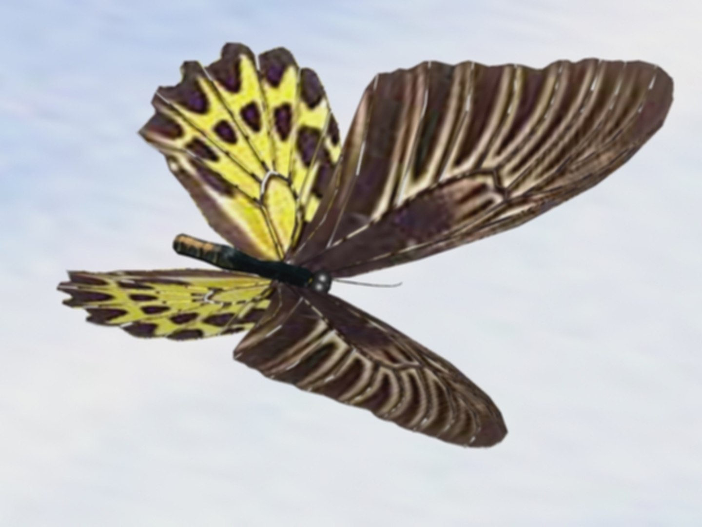 3d Birdwing Butterfly Flap Wings Model