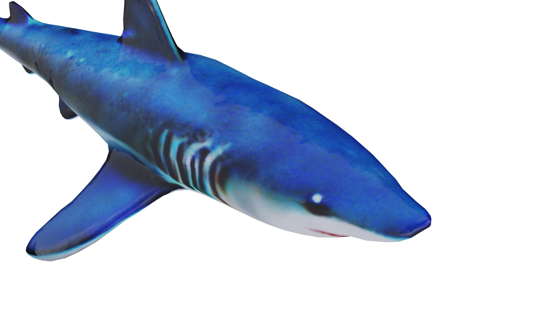 Reef Shark 3D Model - TurboSquid 2208130