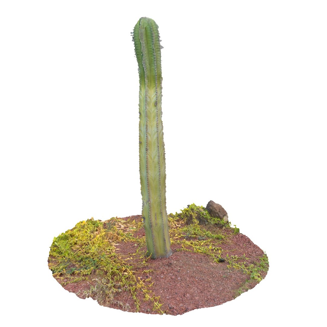 Real Cactus 8k Max
