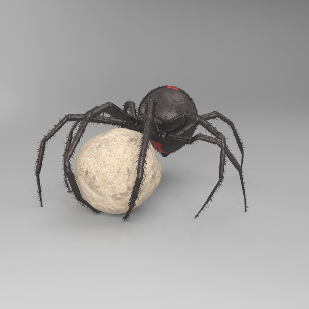 3D Model Northern Black Widow Arachnid - TurboSquid 1232214