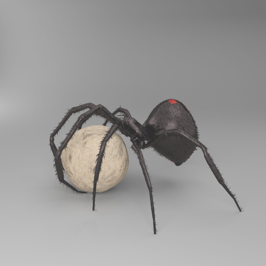 3D Model Northern Black Widow Arachnid - TurboSquid 1232214