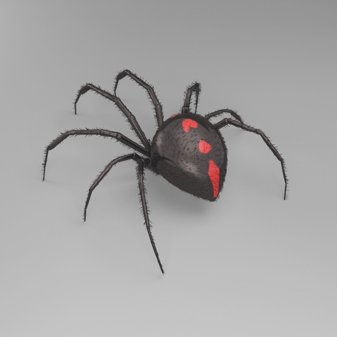 3D Model Northern Black Widow Arachnid - TurboSquid 1232214