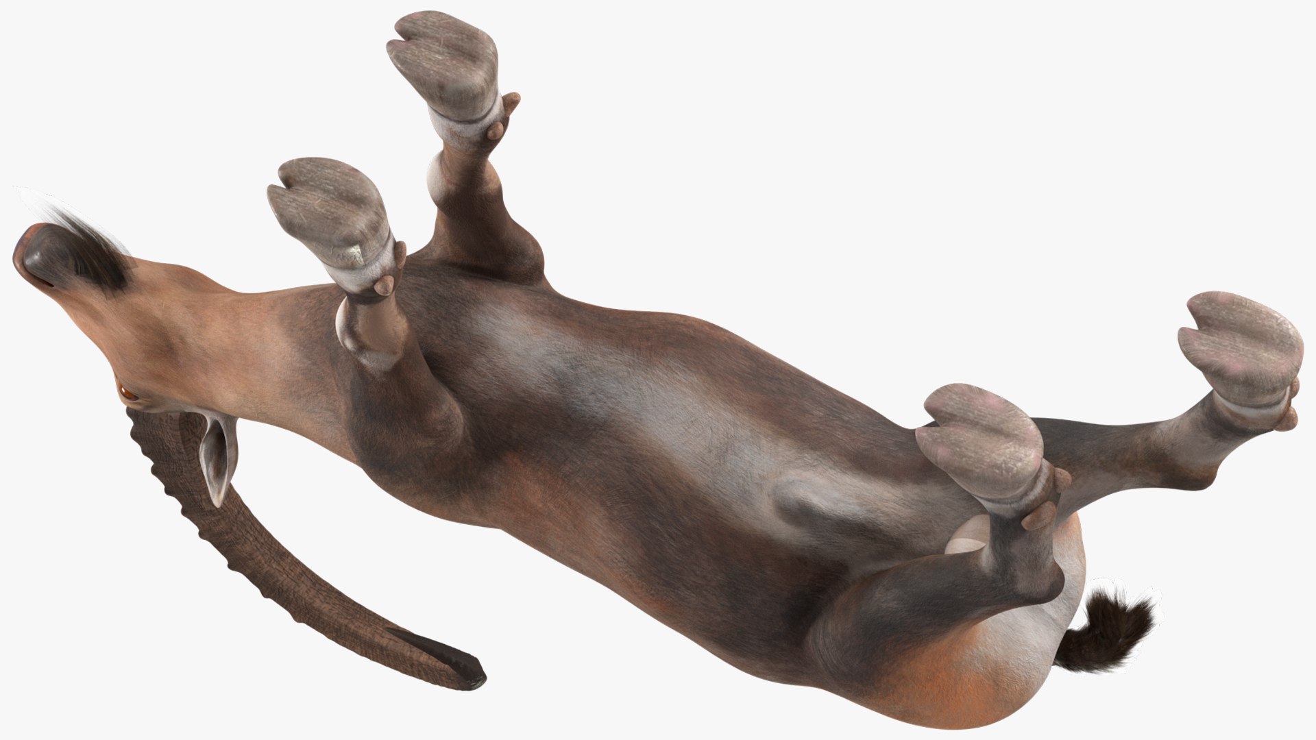 3D Model Alpine Ibex Stand Pose - TurboSquid 2225811
