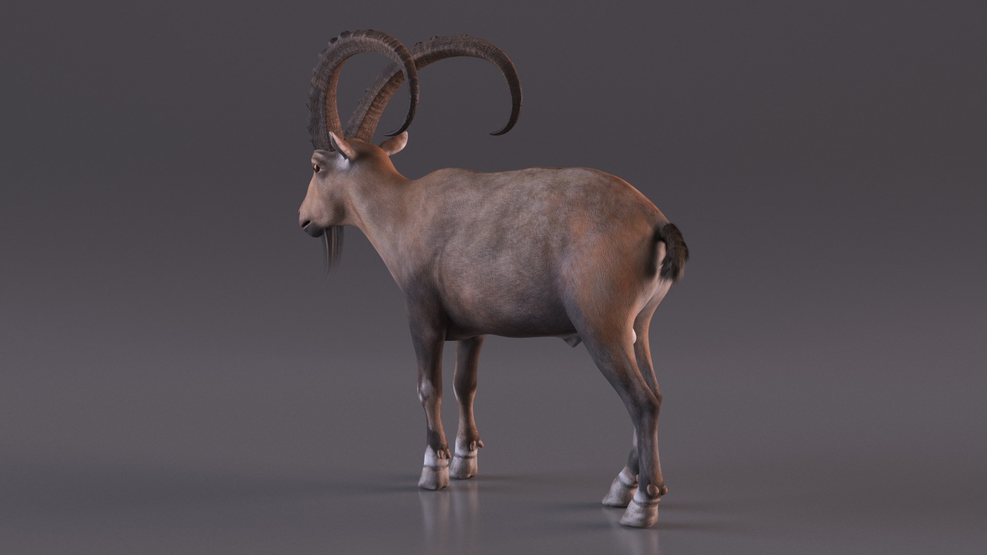 3D Model Alpine Ibex Stand Pose - TurboSquid 2225811