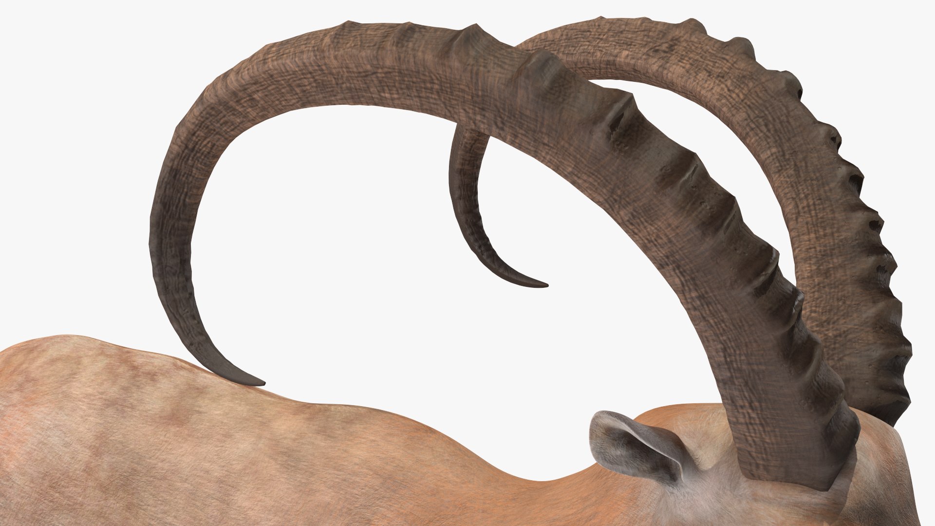 3D Model Alpine Ibex Stand Pose - TurboSquid 2225811