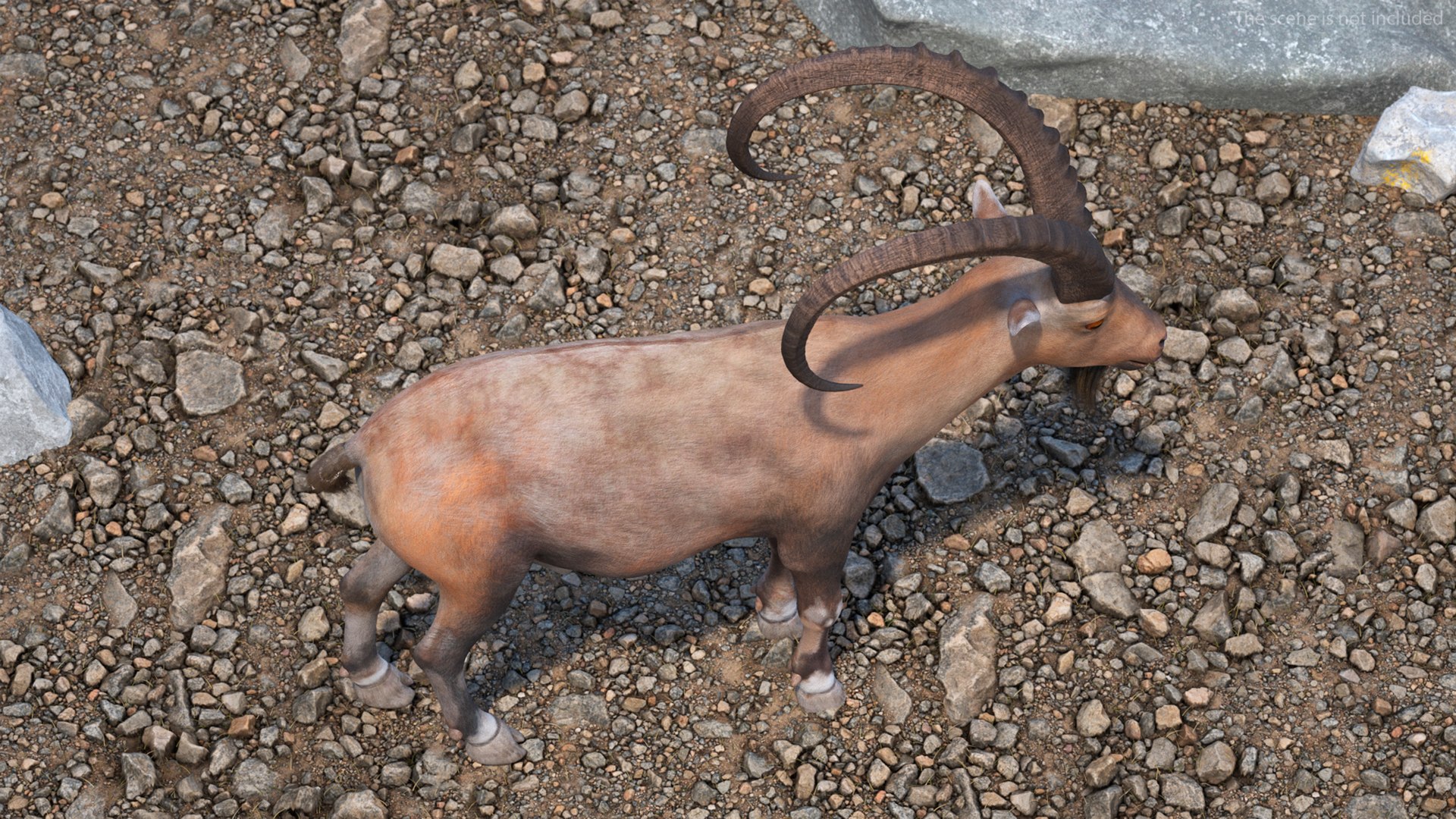 3D Model Alpine Ibex Stand Pose - TurboSquid 2225811