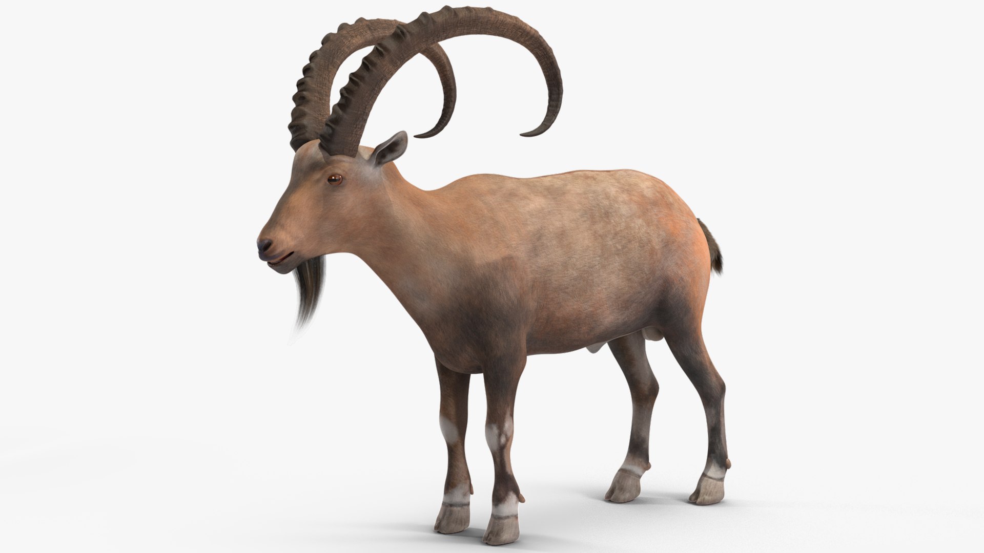 3D Model Alpine Ibex Stand Pose - TurboSquid 2225811