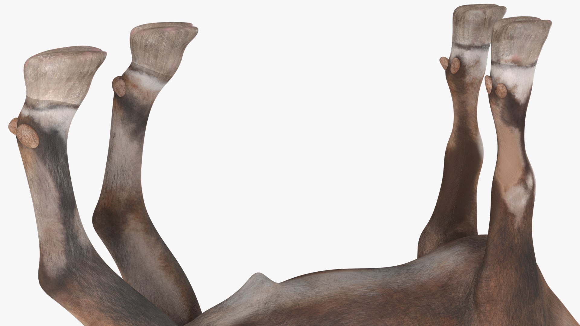 3D Model Alpine Ibex Stand Pose - TurboSquid 2225811