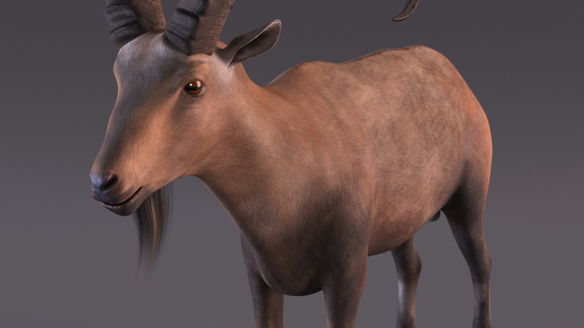 3D Model Alpine Ibex Stand Pose - TurboSquid 2225811