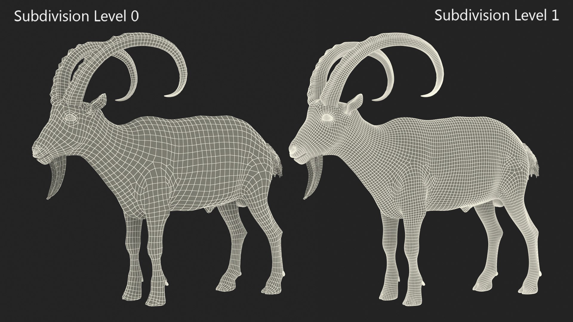 3D Model Alpine Ibex Stand Pose - TurboSquid 2225811