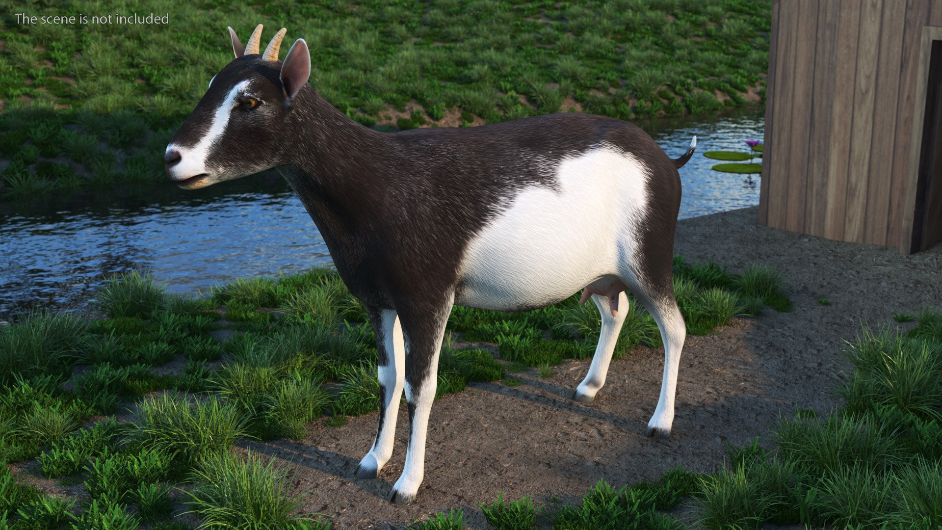 Domestic Goat 3D Model - TurboSquid 1993740