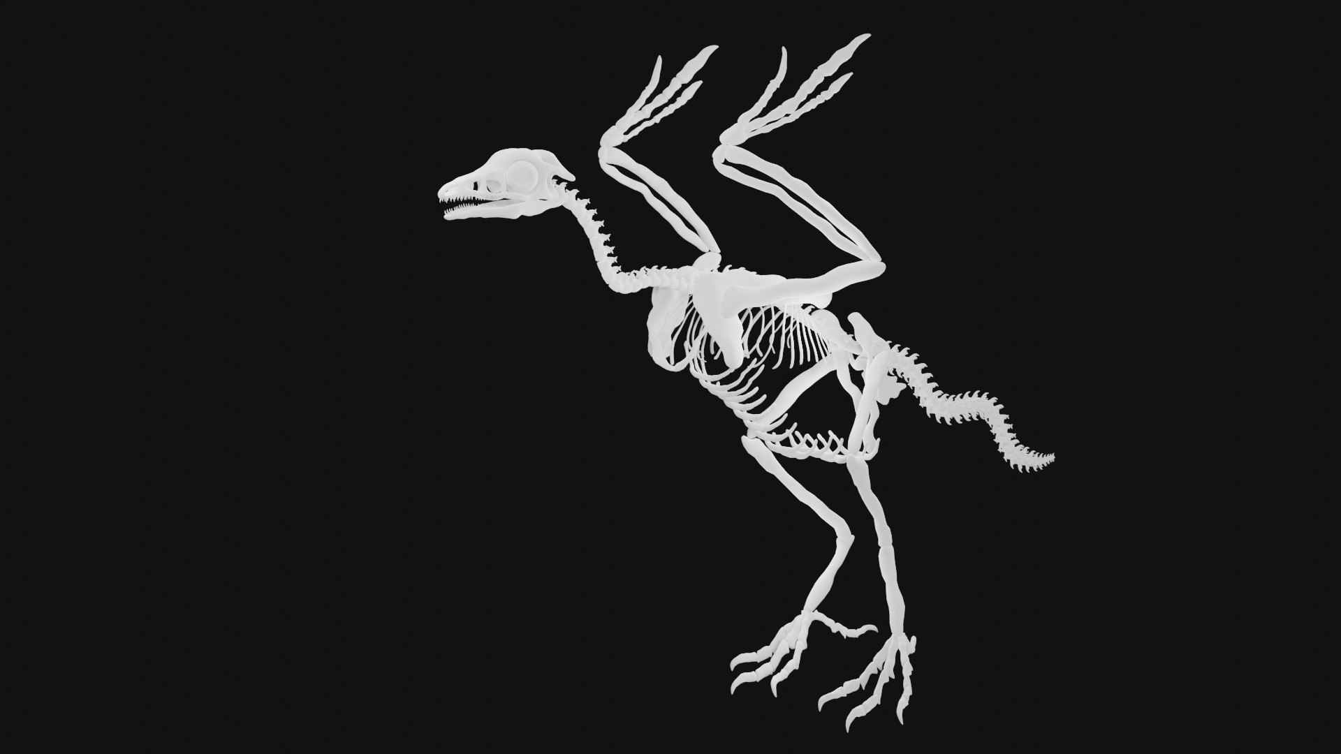 Archaeopteryx Skeleton 3D Model - TurboSquid 1992707