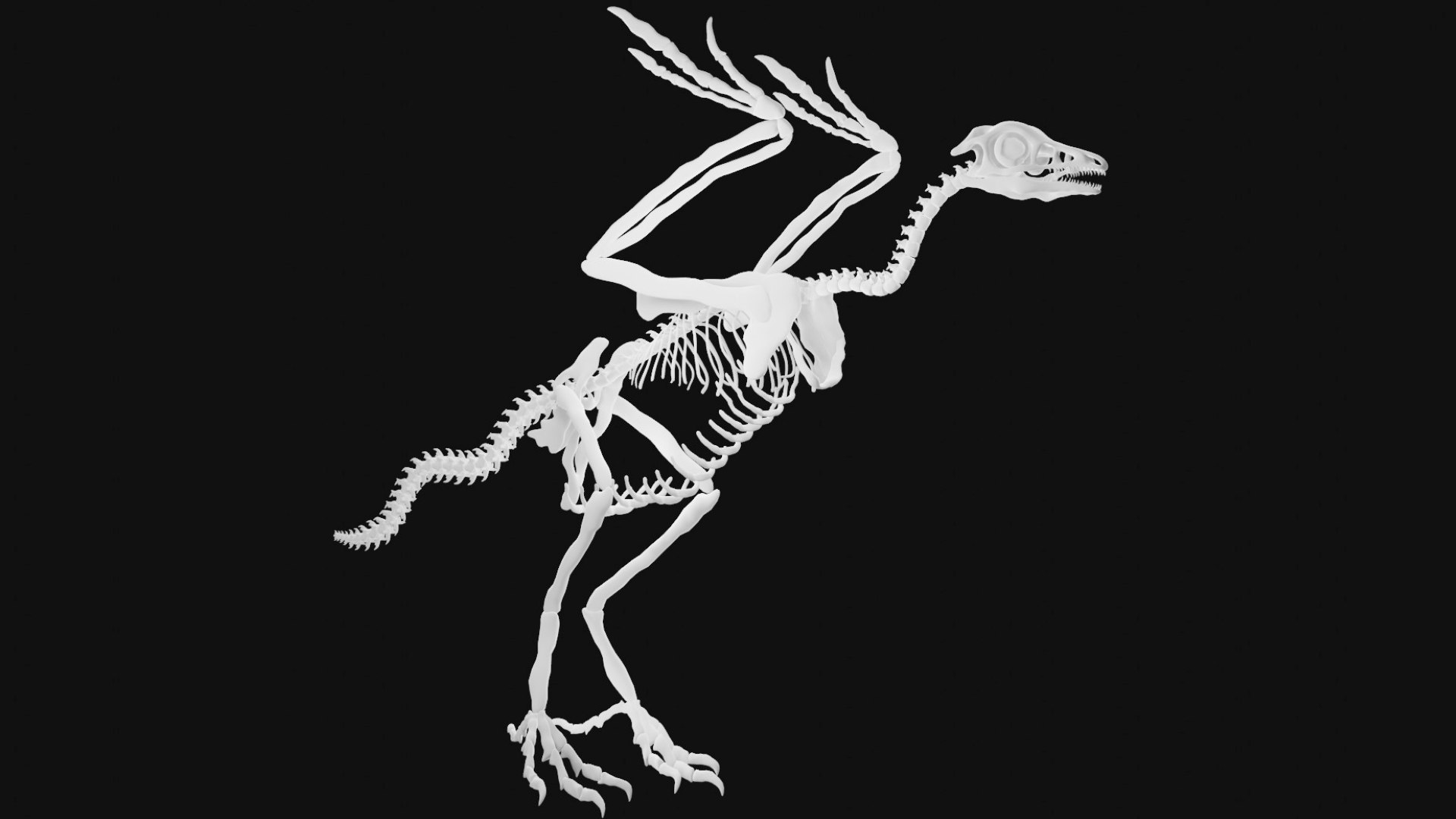 Archaeopteryx Skeleton 3D Model - TurboSquid 1992707