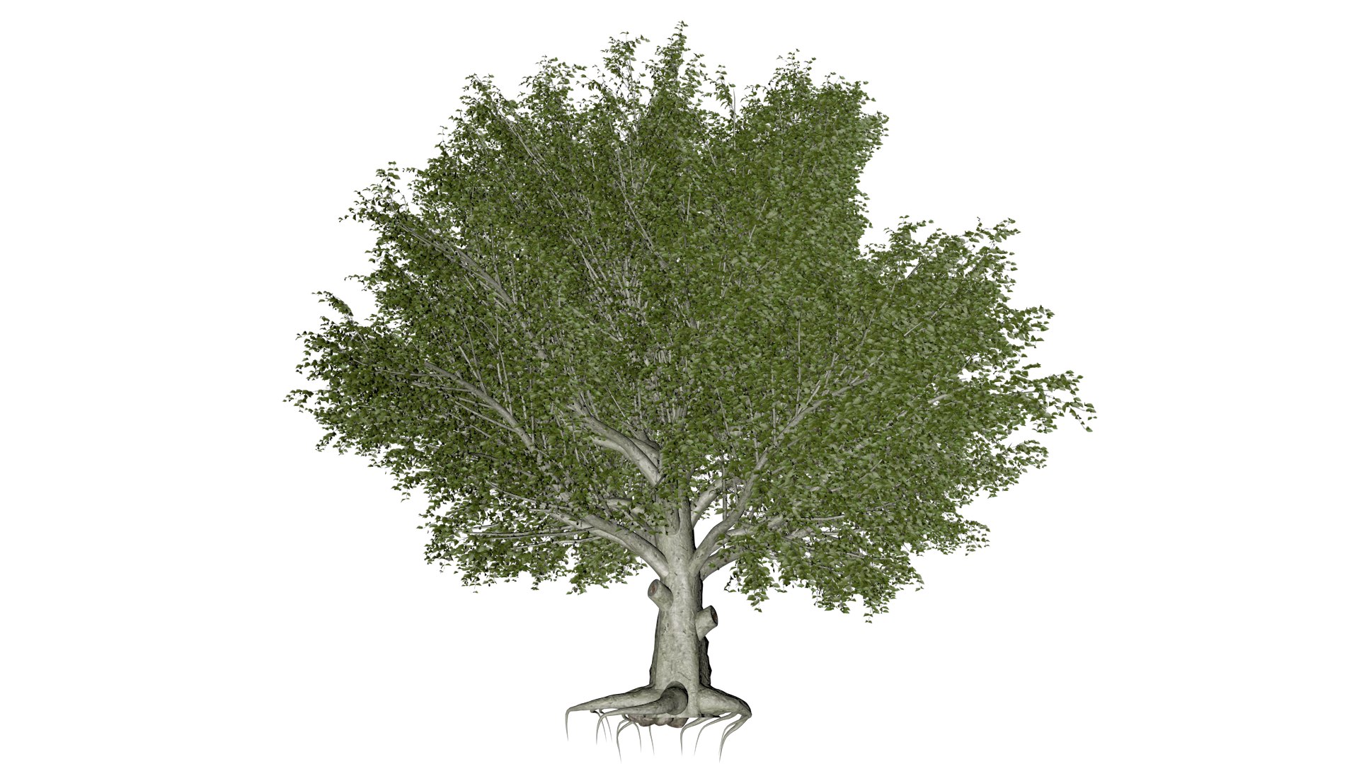 3D Model American Beech Tree - 08 - - TurboSquid 2374280