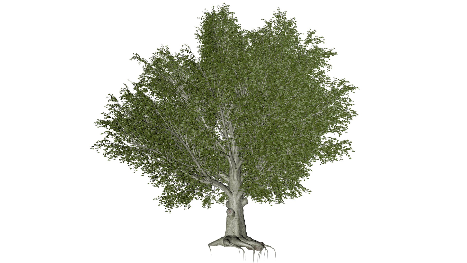 3D Model American Beech Tree - 08 - - TurboSquid 2374280