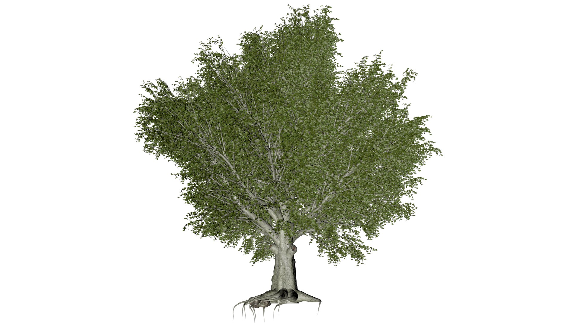 3D Model American Beech Tree - 08 - - TurboSquid 2374280