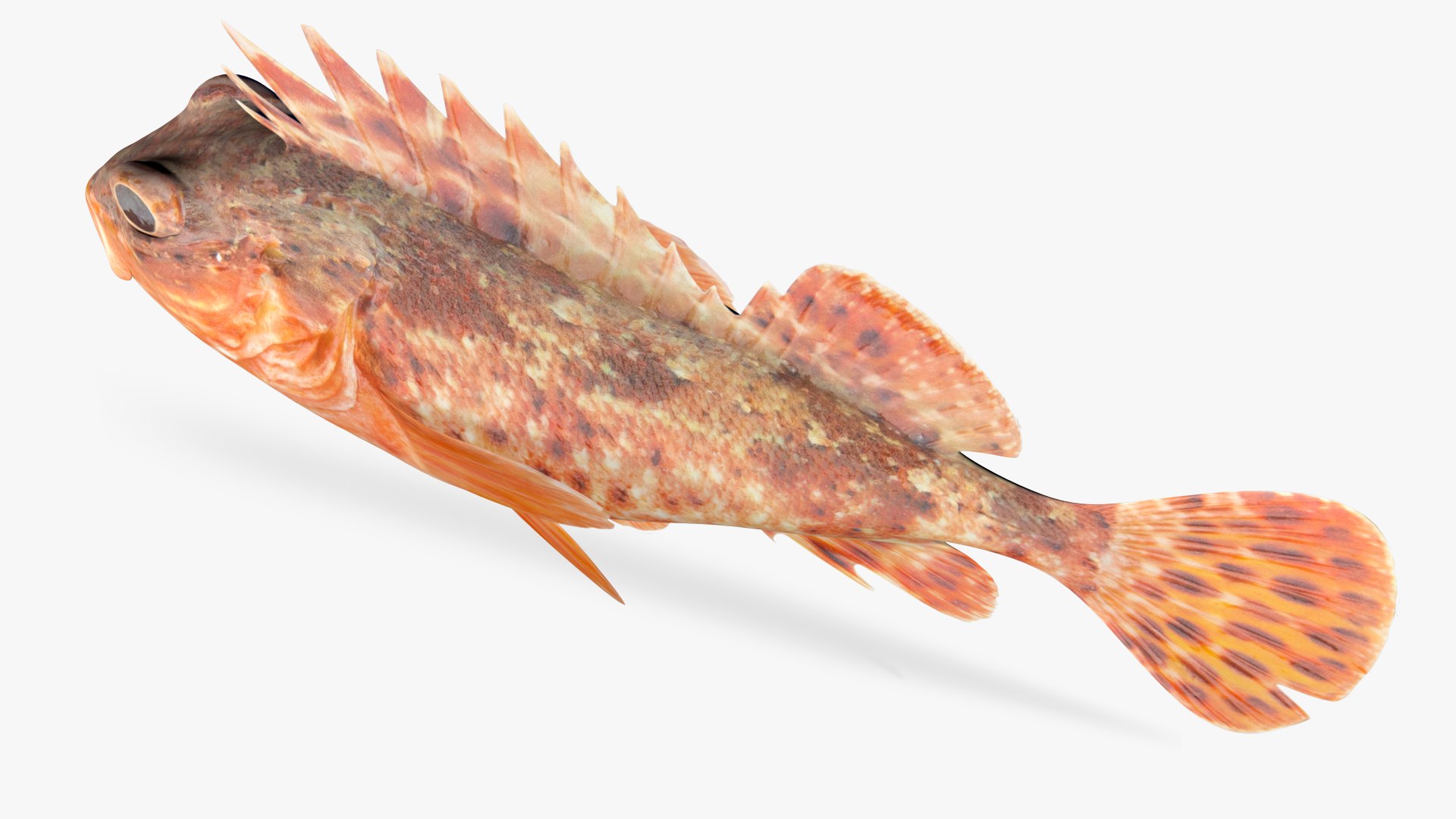 California Scorpionfish Fish 3D Model - TurboSquid 1669808