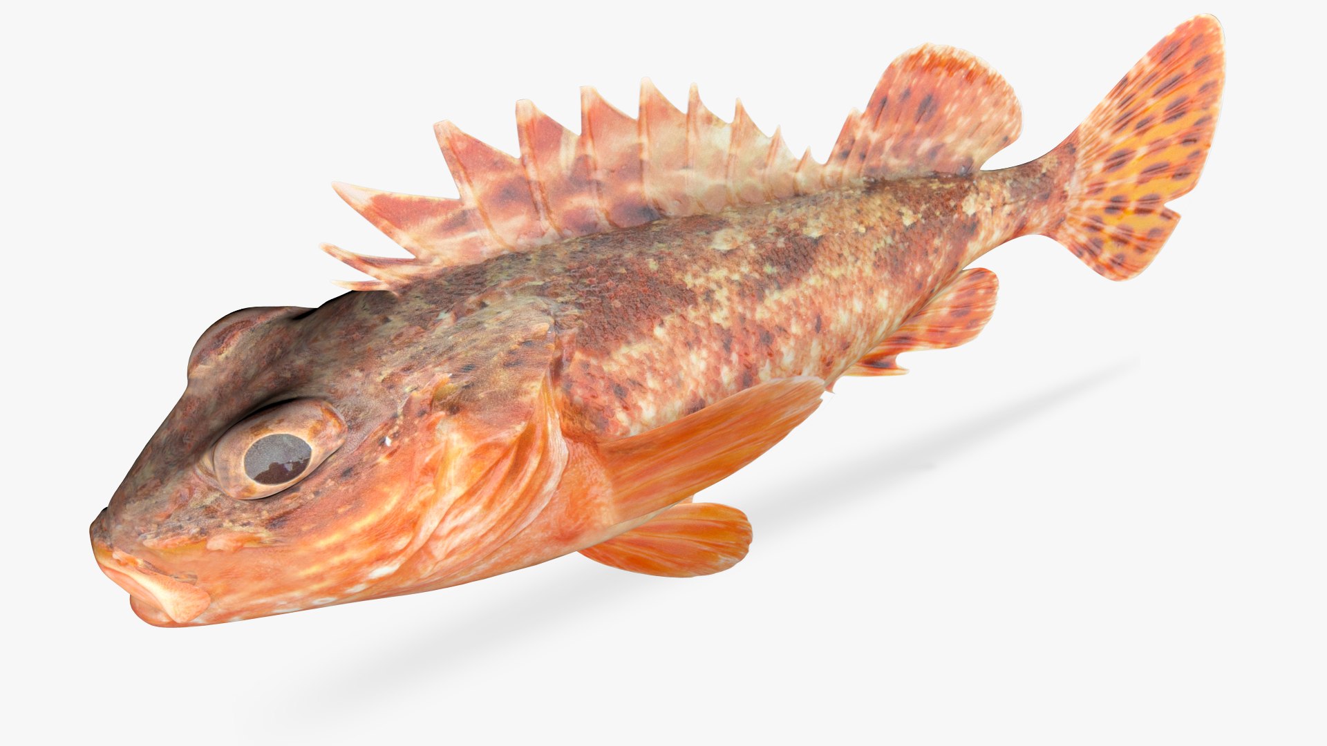 California Scorpionfish Fish 3D Model - TurboSquid 1669808