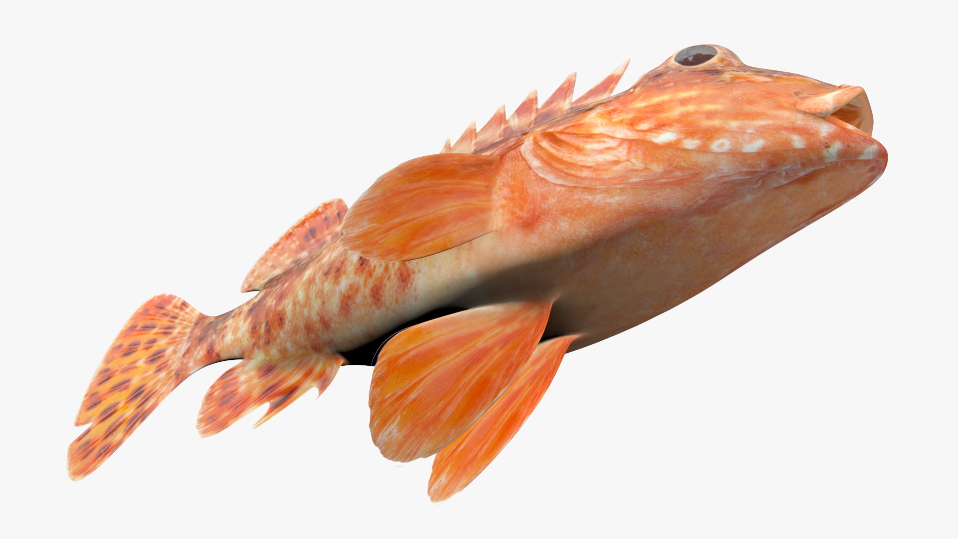 California Scorpionfish Fish 3D Model - TurboSquid 1669808