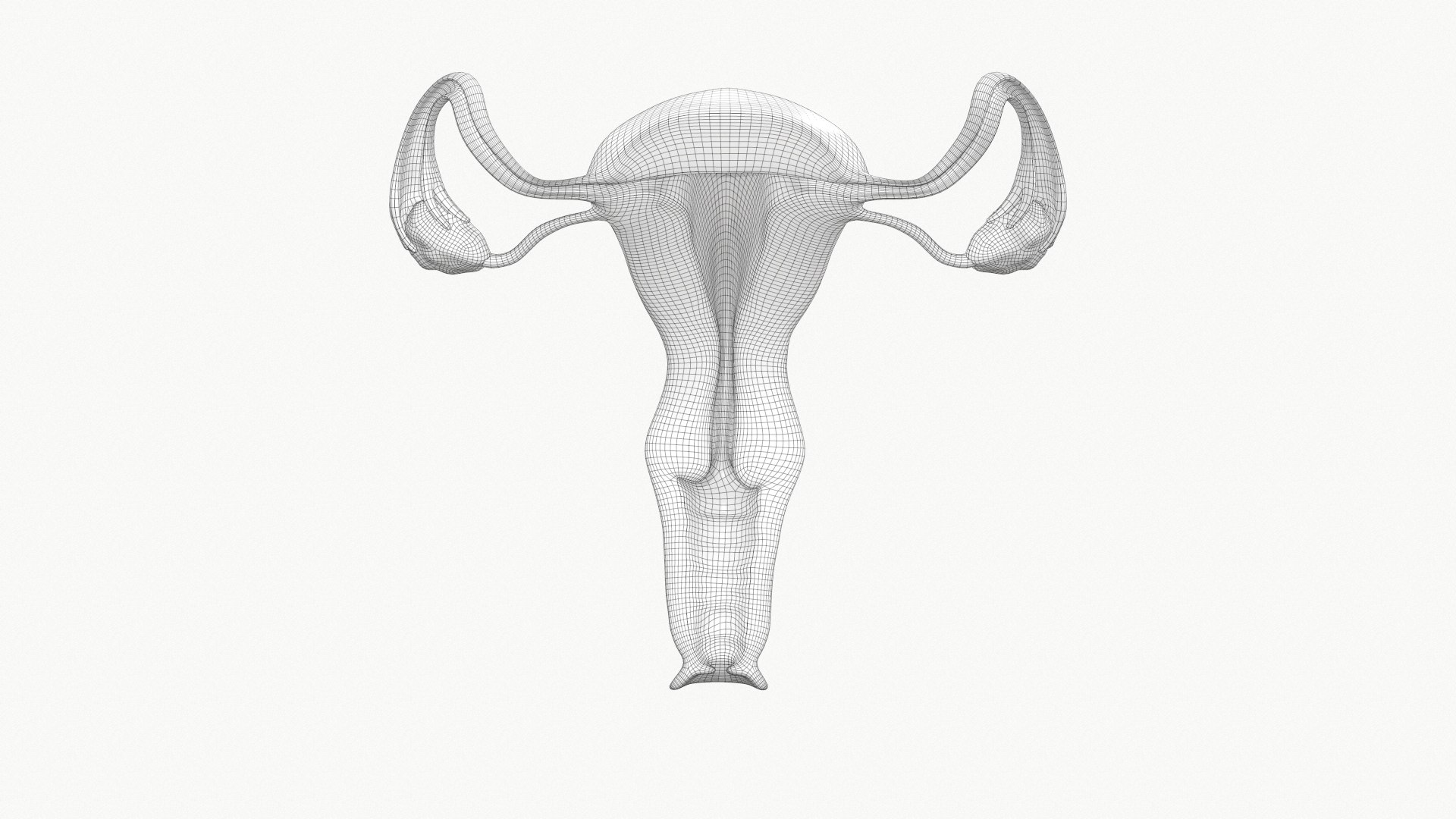 3D Model Female Reproductive Section - TurboSquid 1496140