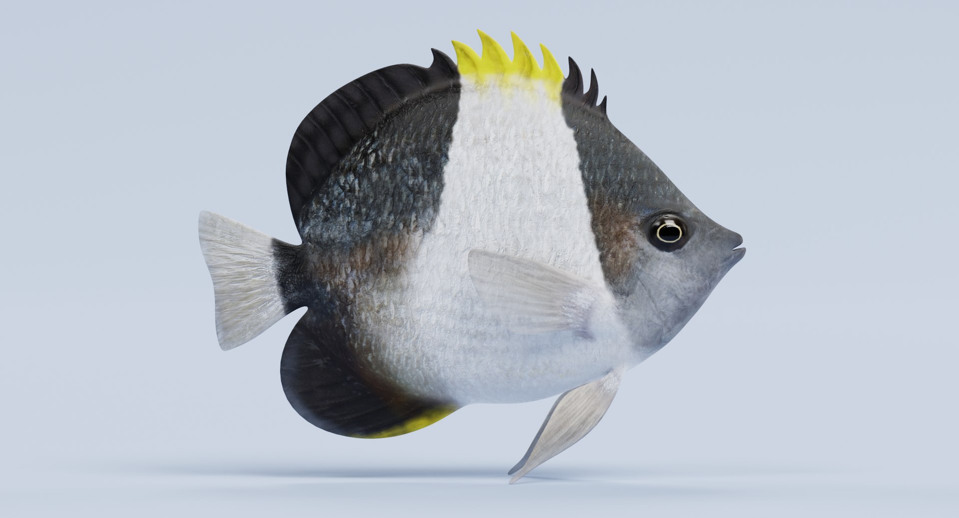 Black Pyramid Butterflyfish 3D Model - TurboSquid 1246652