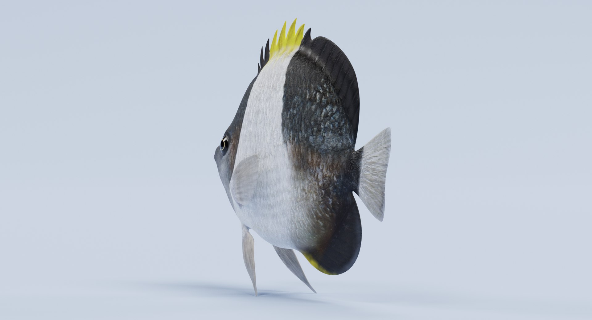 Black Pyramid Butterflyfish 3D Model - TurboSquid 1246652