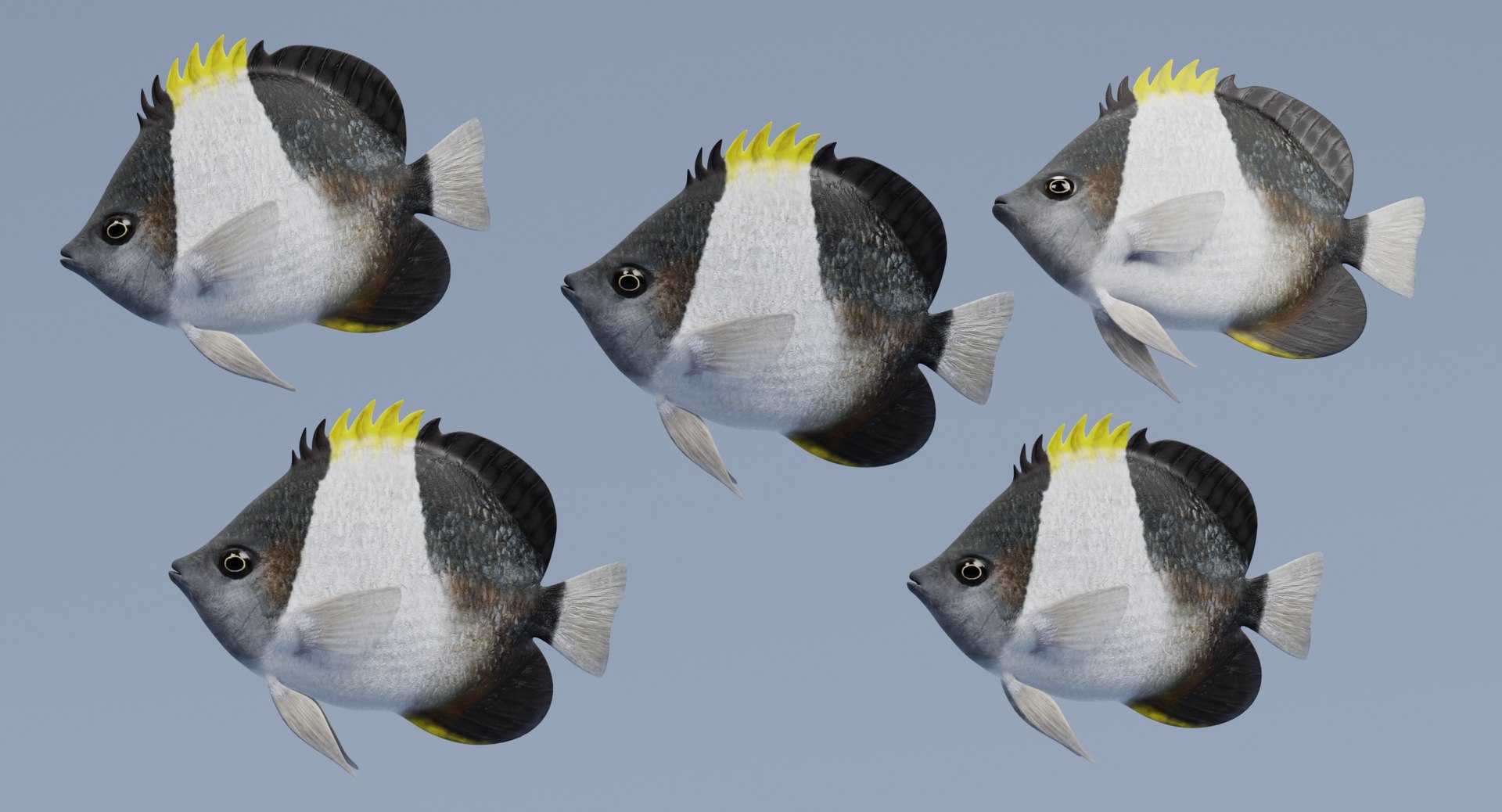 Black Pyramid Butterflyfish 3D Model - TurboSquid 1246652