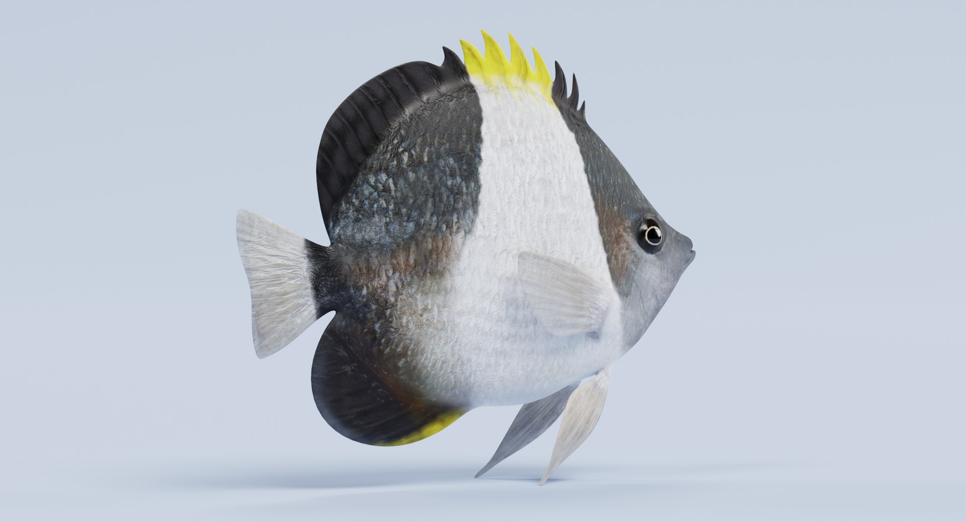 Black Pyramid Butterflyfish 3D Model - TurboSquid 1246652