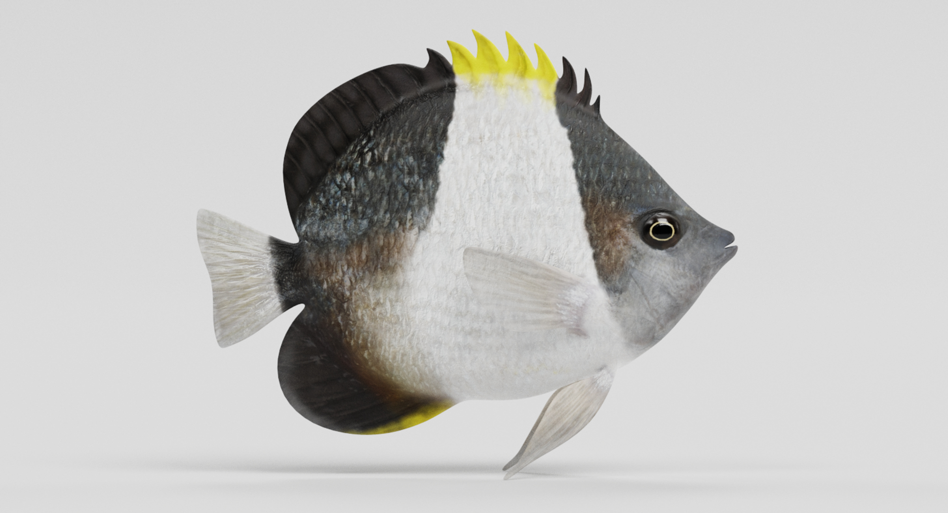 Black Pyramid Butterflyfish