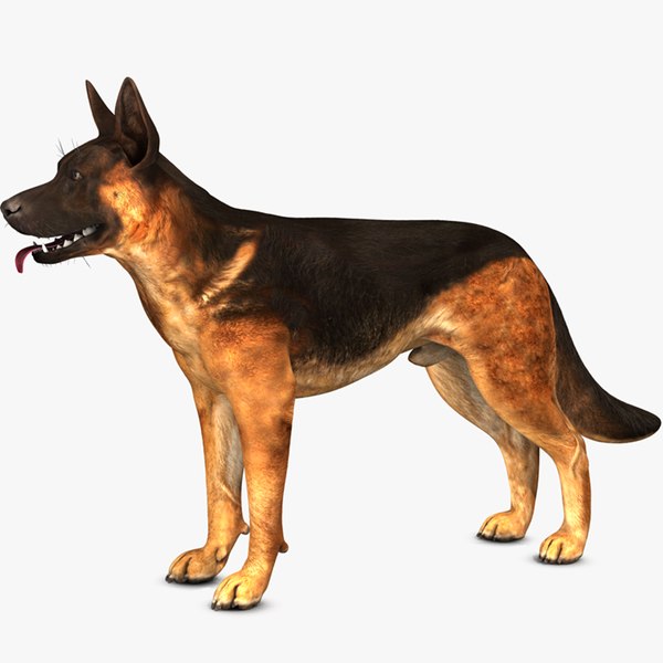 German Shepherd 3D Models for Download | TurboSquid