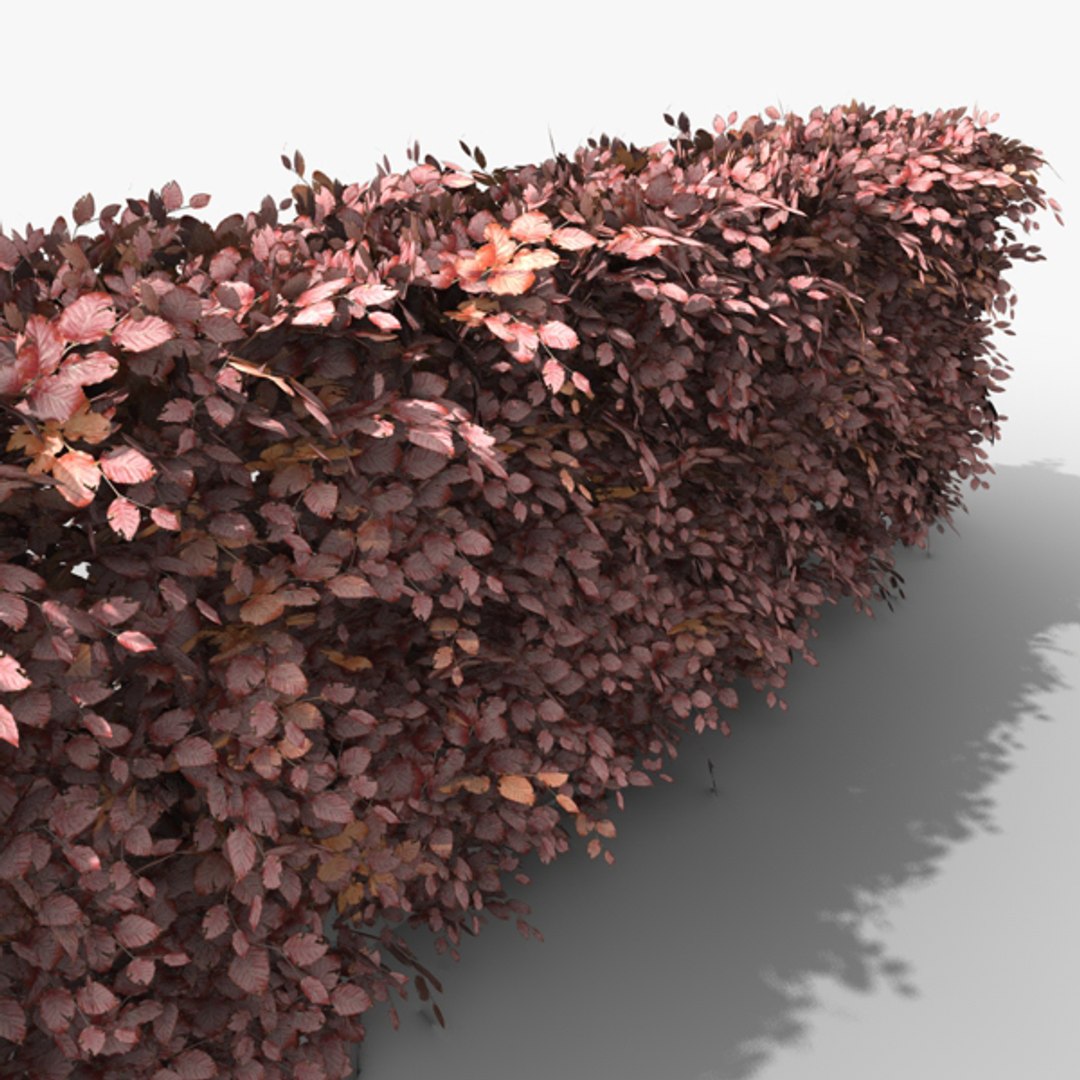copper beech hedge 3d c4d