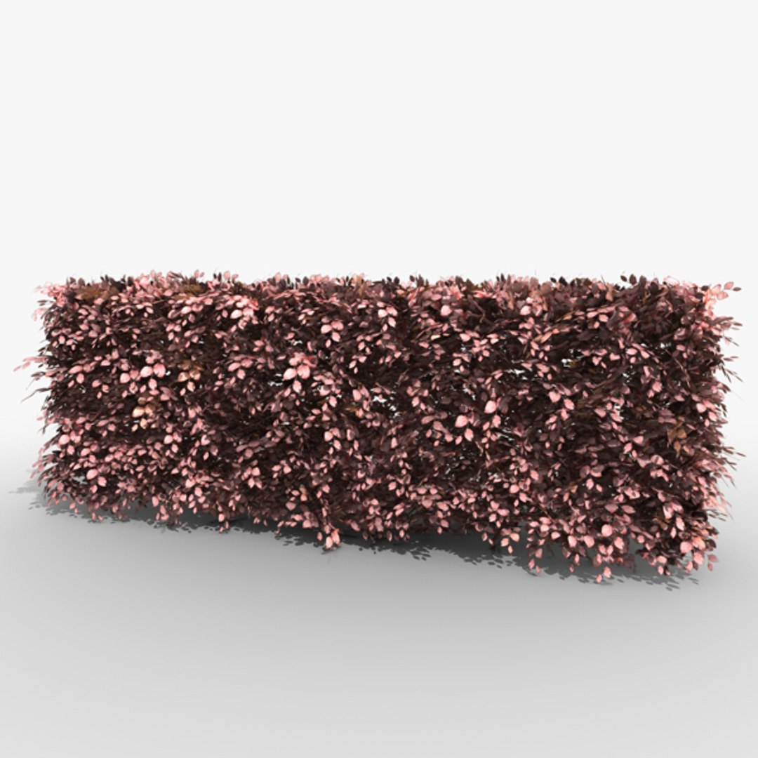 copper beech hedge 3d c4d