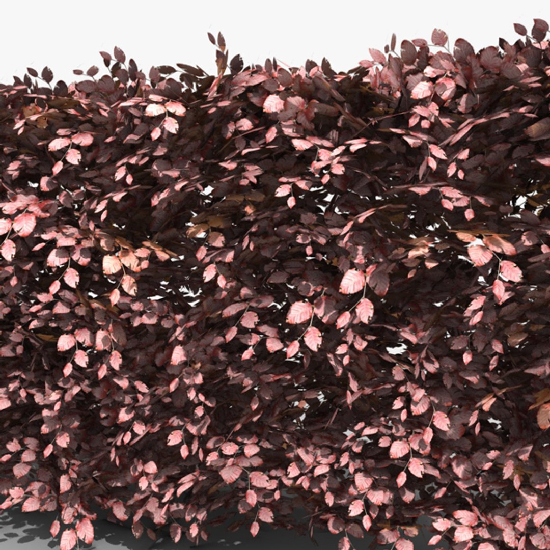copper beech hedge 3d c4d