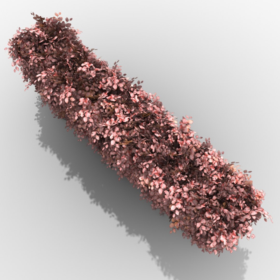 copper beech hedge 3d c4d