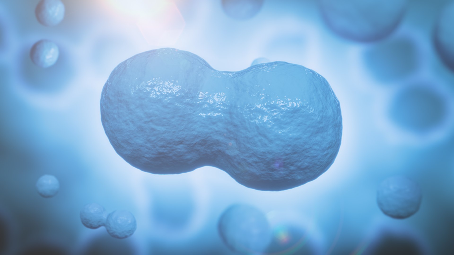 3D Model Cell Division Animation - TurboSquid 1934061