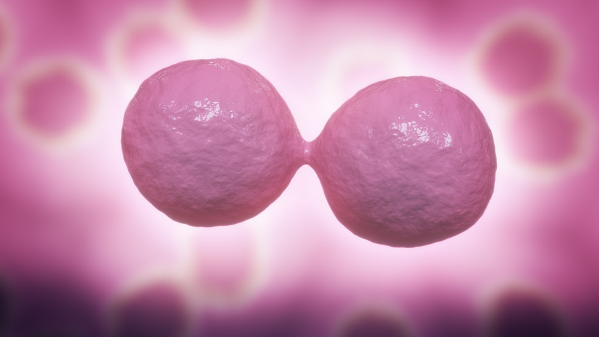 3D Model Cell Division Animation - TurboSquid 1934061