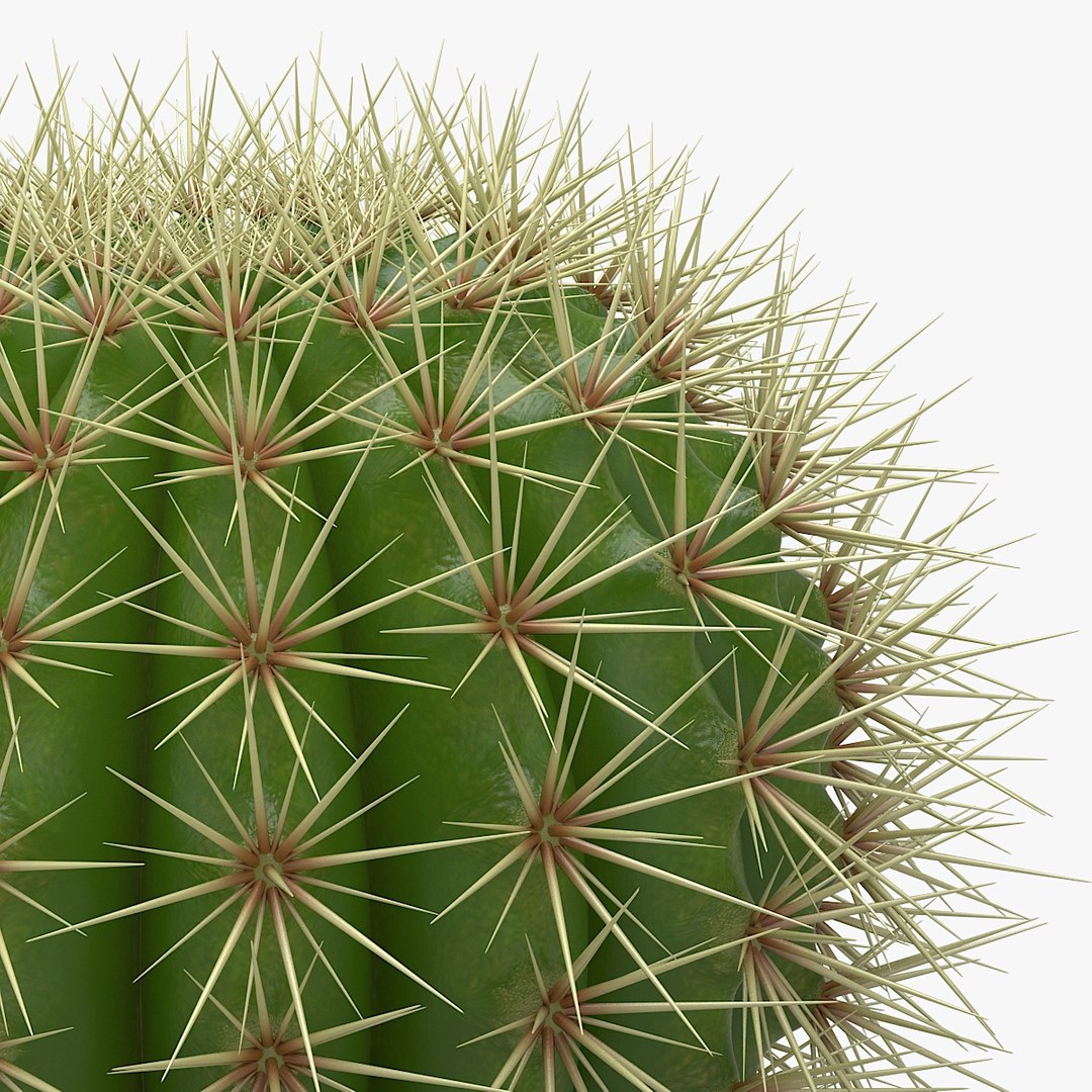 3d Model Cactus Plant