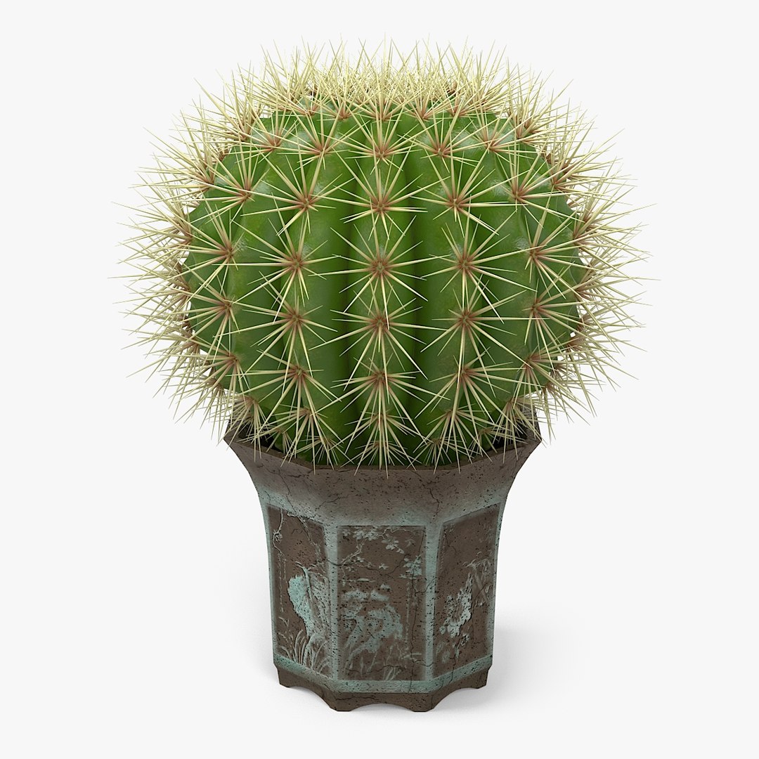 3d Model Cactus Plant