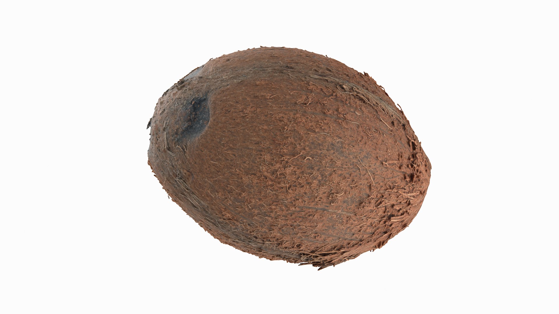 Coconut Pbr 3D Model - TurboSquid 1484654