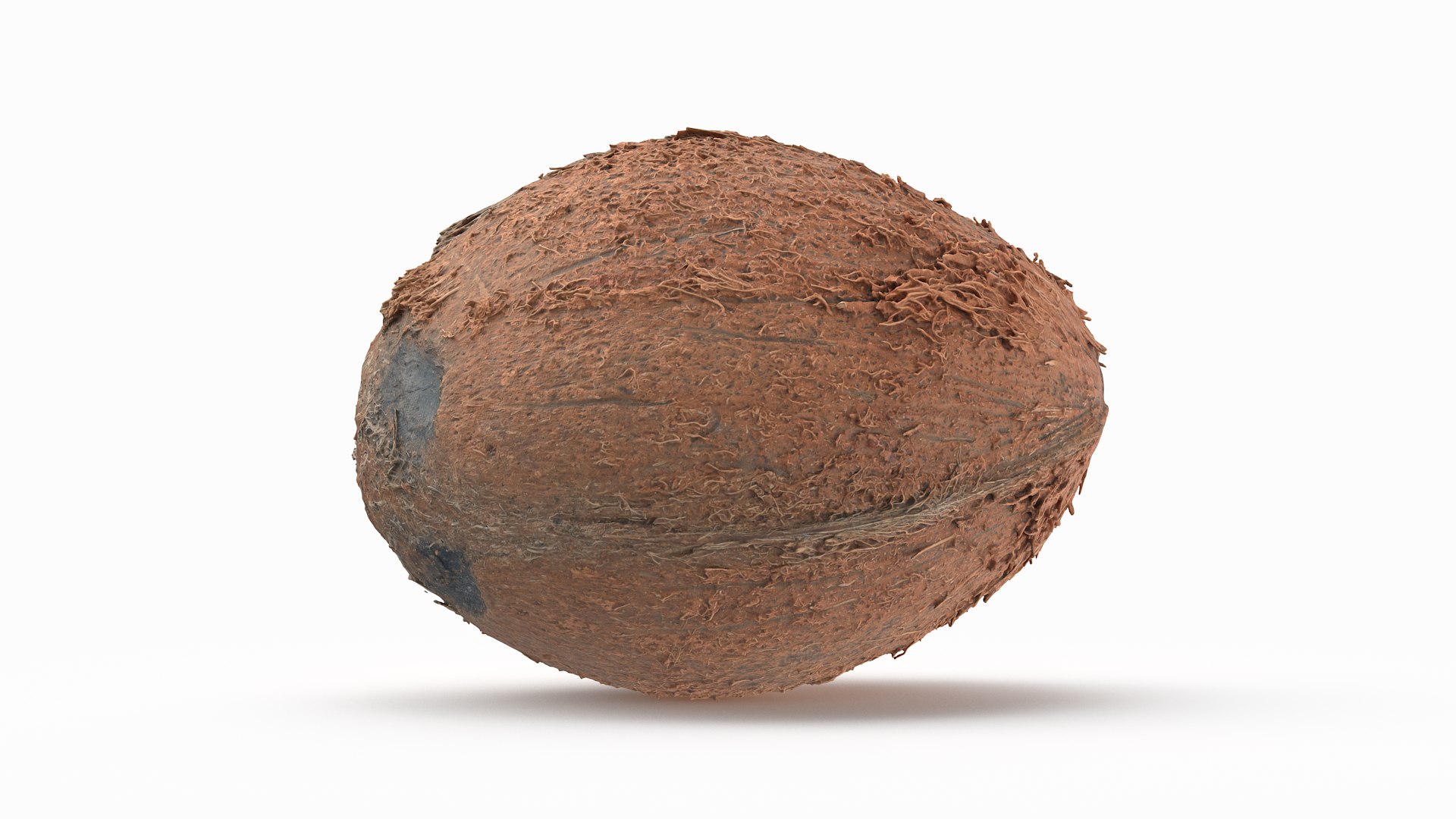 Coconut Pbr 3D Model - TurboSquid 1484654