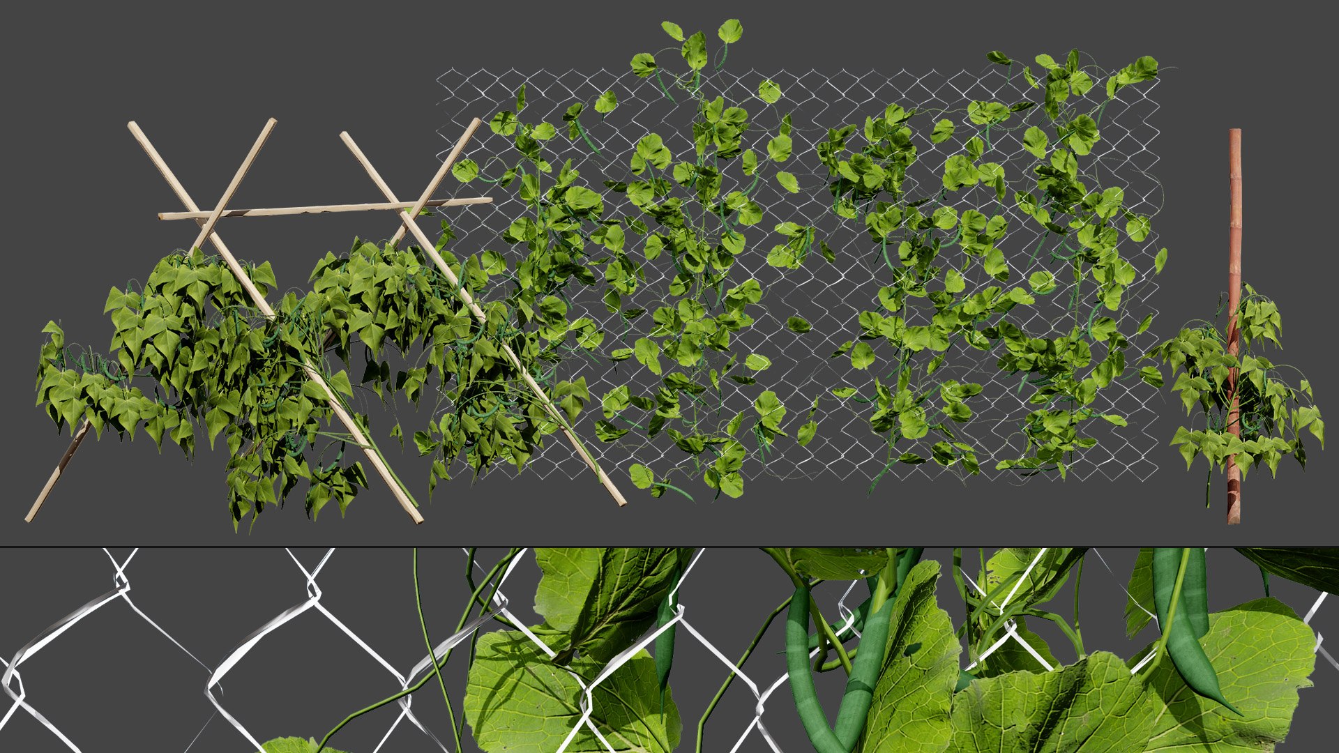 3D Garden Variety Bean Plants 3D Model Pack - TurboSquid 2456640