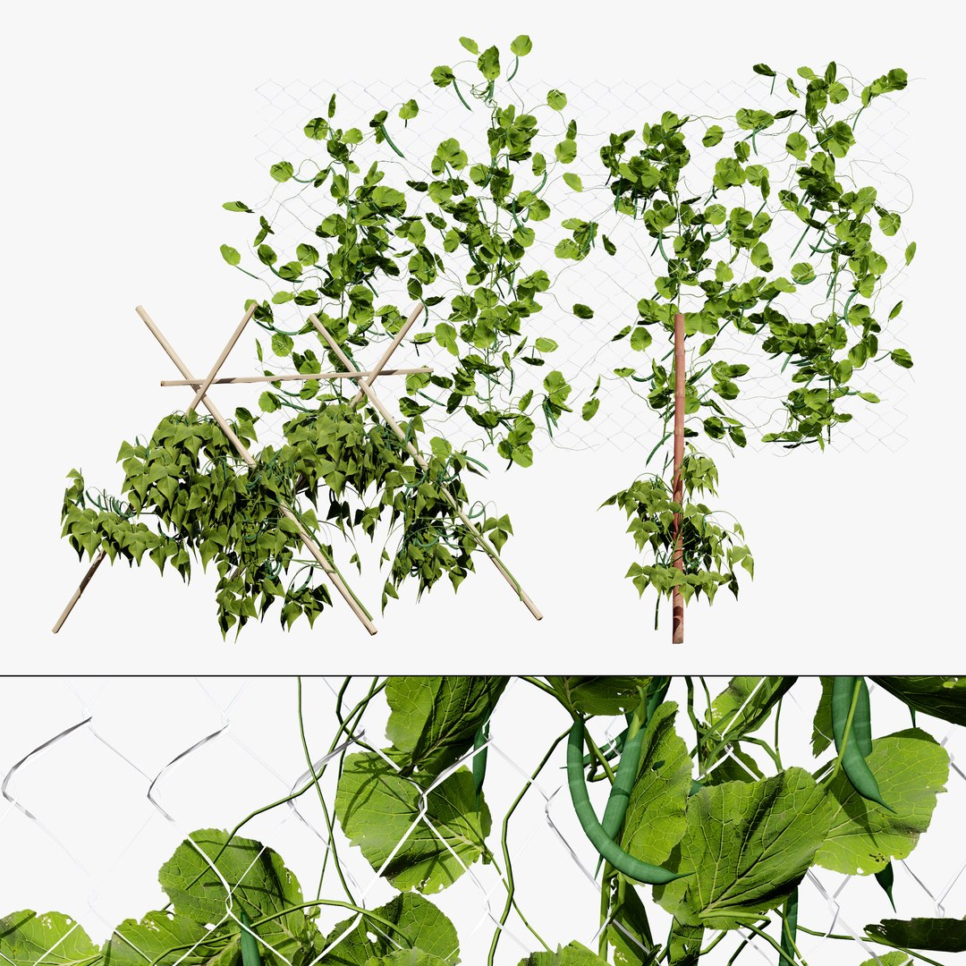 3D Garden Variety Bean Plants 3D Model Pack - TurboSquid 2456640